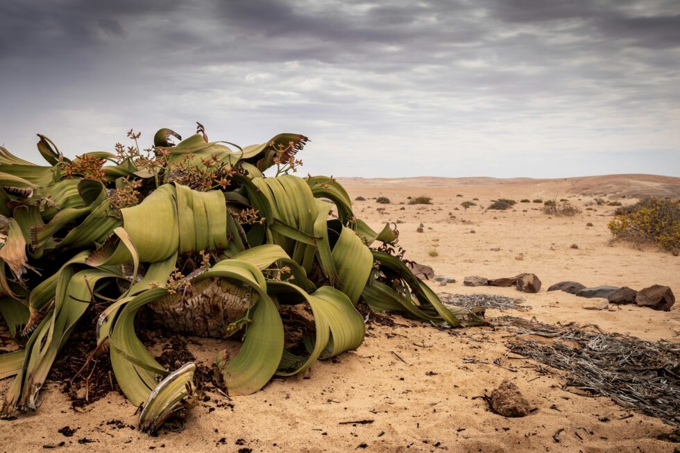 Best Time to Visit Libya: Weather & Safety Guide